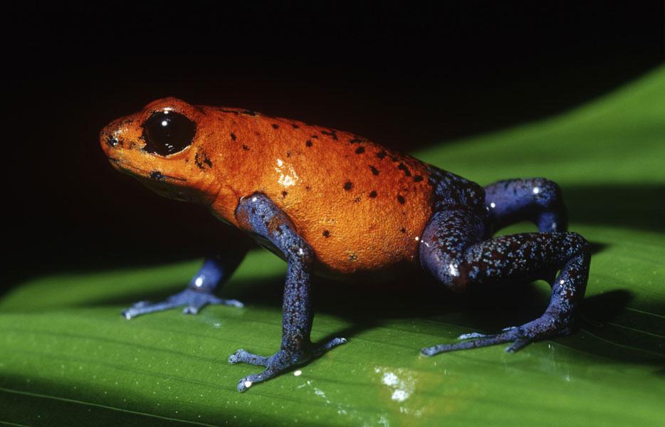 Dendrobates pumilio | Sapere.it