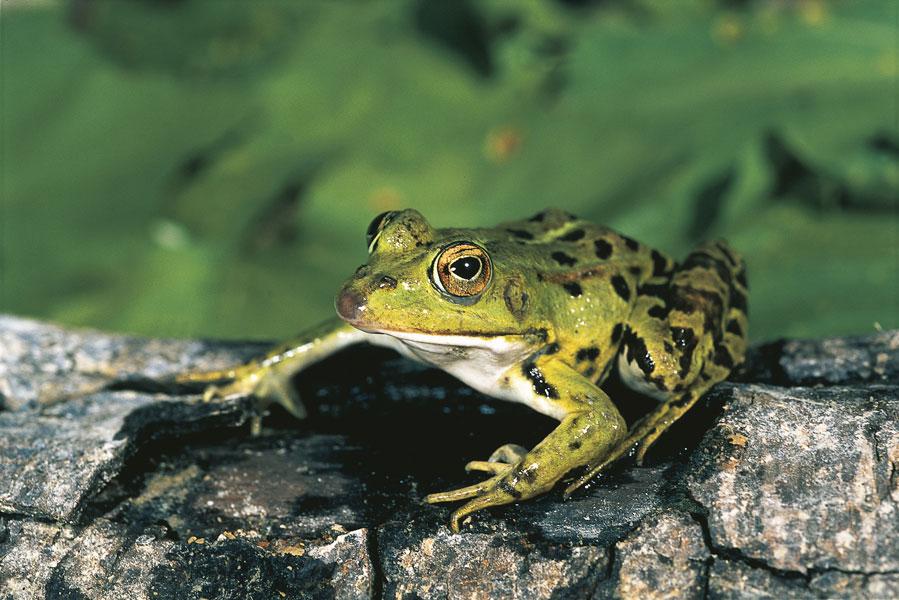 Rana verde minore | Sapere.it
