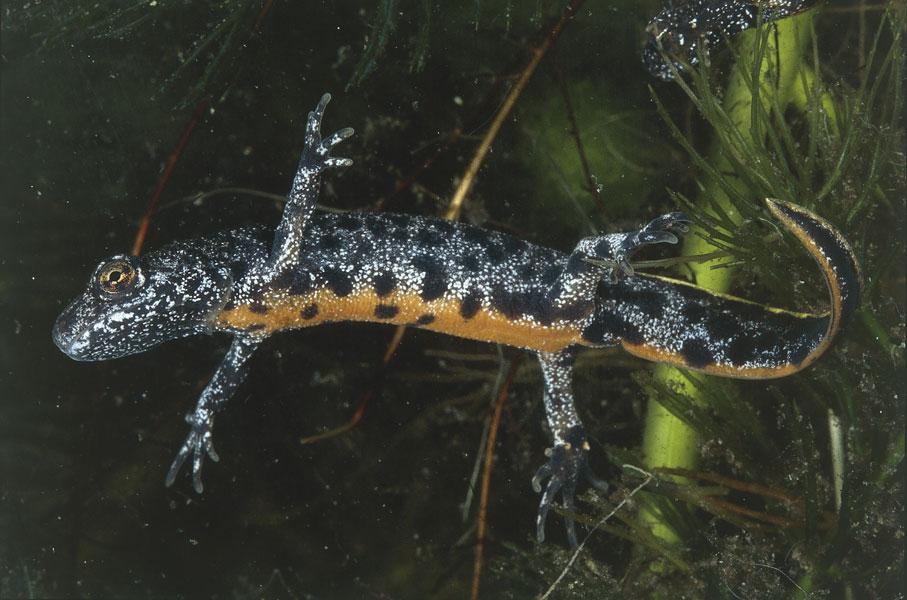 Tritone crestato | Sapere.it