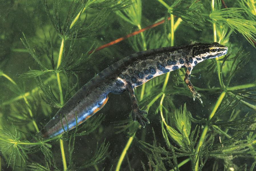 Tritone punteggiato | Sapere.it