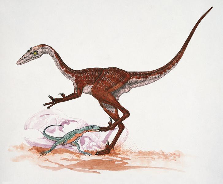 Borogovia | Sapere.it