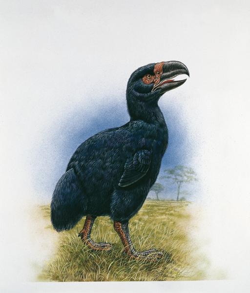 Diatryma | Sapere.it