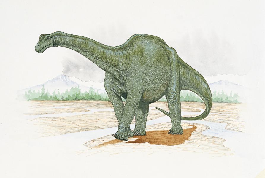 Haplocanthosaurus | Sapere.it