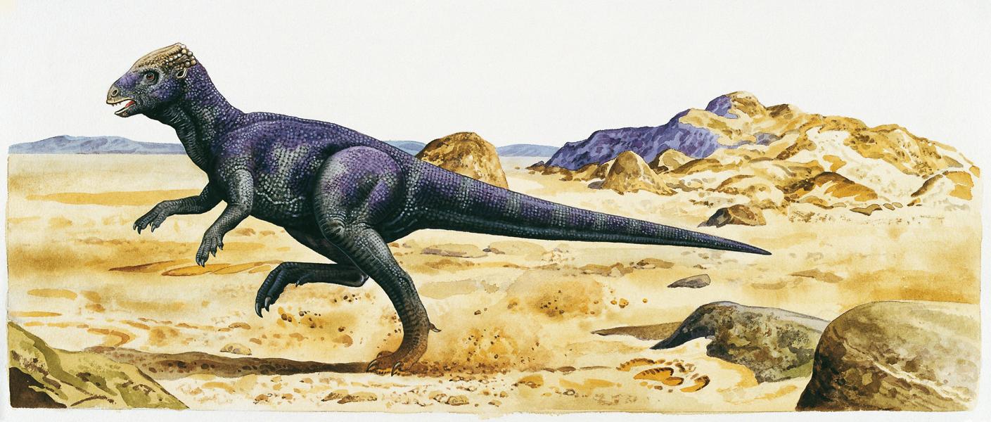 Homalocephale | Sapere.it