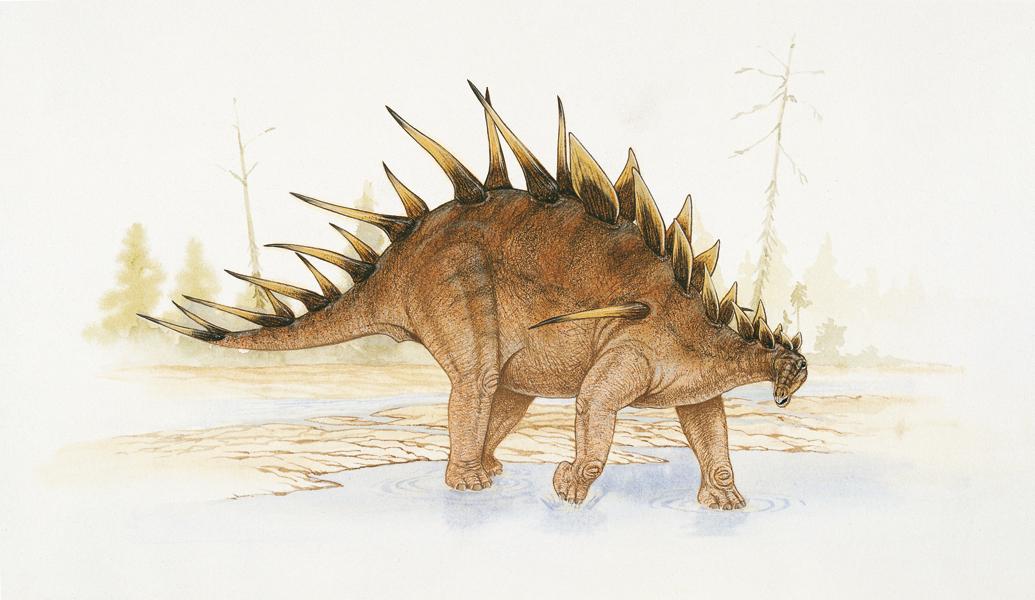 Kentrosaurus Size
