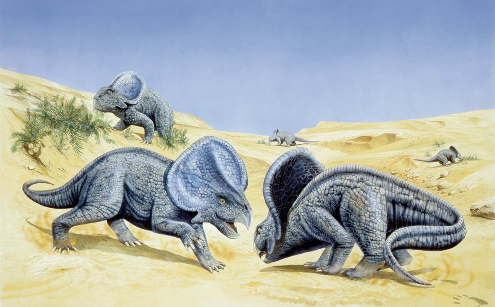 Protoceratops | Sapere.it