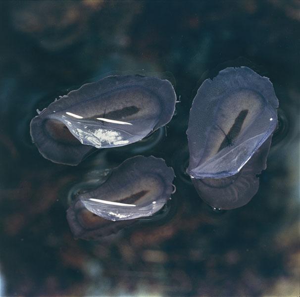 Barchetta di San Pietro | Sapere.it