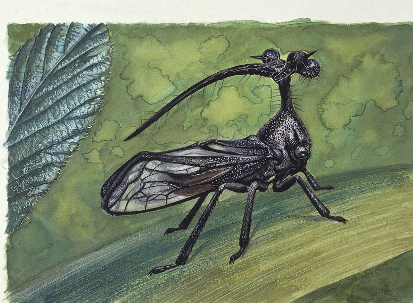 Bocydium globulare | Sapere.it