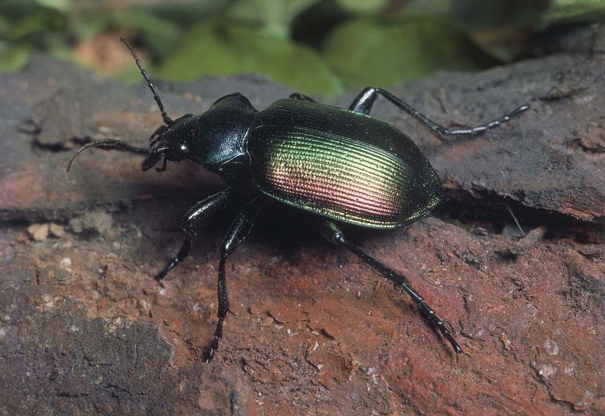 Calosoma | Sapere.it