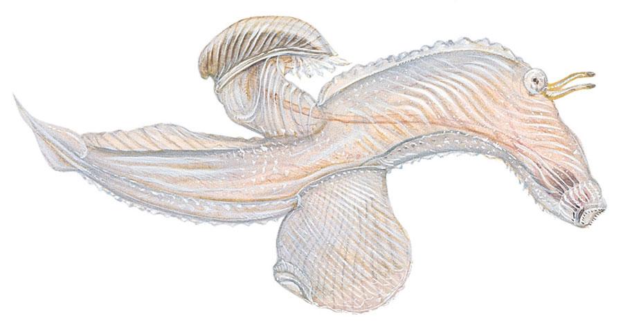 Carinaria mediterranea | Sapere.it