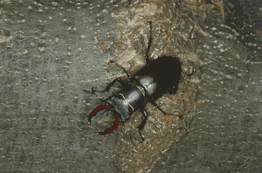 Cervo volante | Sapere.it