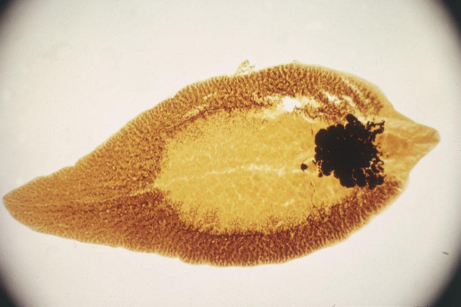 Fasciola hepatica | Sapere.it