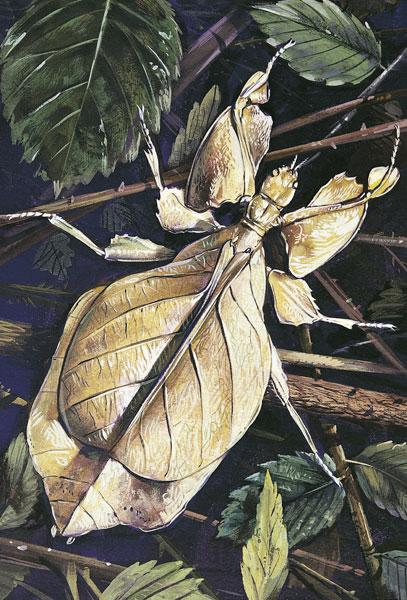 Insetto foglia | Sapere.it