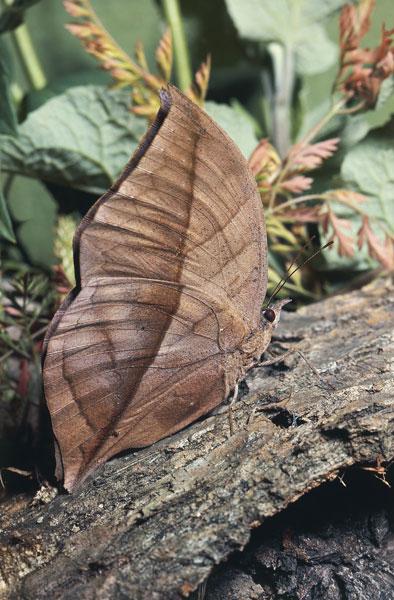 Kallima inachus | Sapere.it