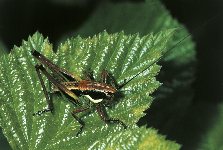 Locusta migratoria | Sapere.it