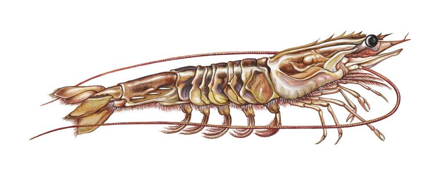 Mazzancolla | Sapere.it