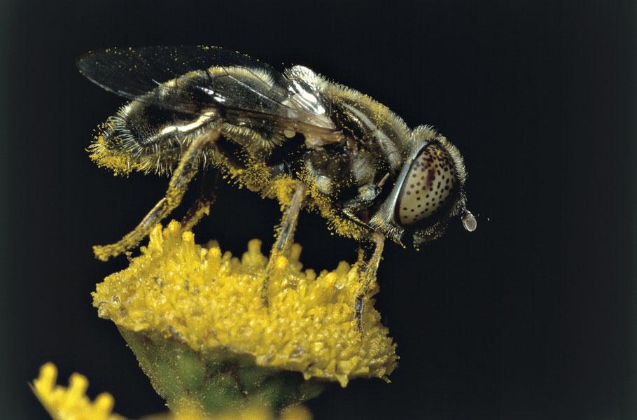 Mosca domestica | Sapere.it