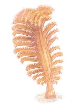 Pennatula phosphorea | Sapere.it