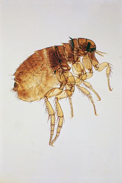 Pulce del cane | Sapere.it