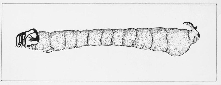 Simulium | Sapere.it