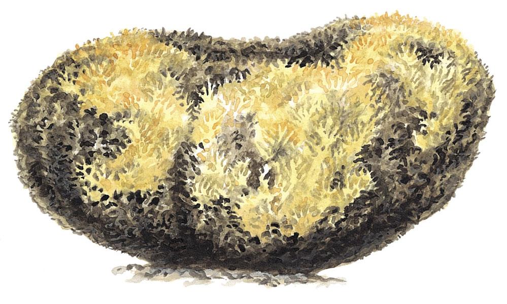 Spongia officinalis | Sapere.it