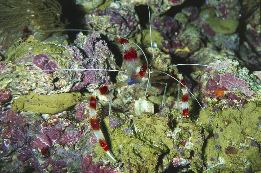 Stenopus hispidus | Sapere.it