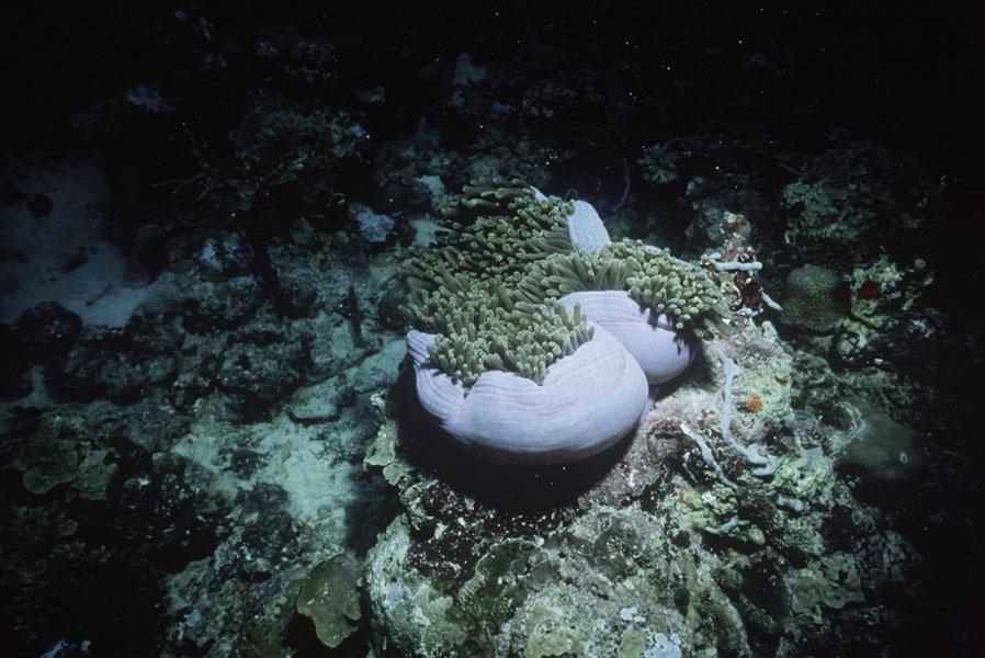 Stoichactis | Sapere.it