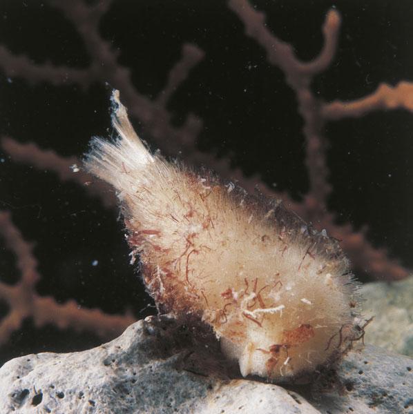 Sycon raphanus | Sapere.it