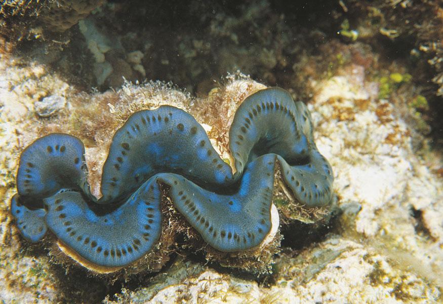 Tridacna gigas | Sapere.it