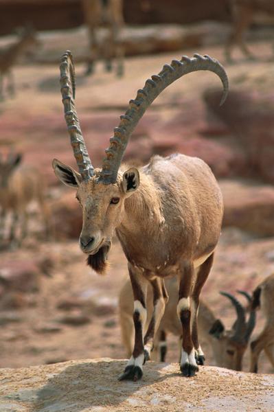 Capra nubiana | Sapere.it