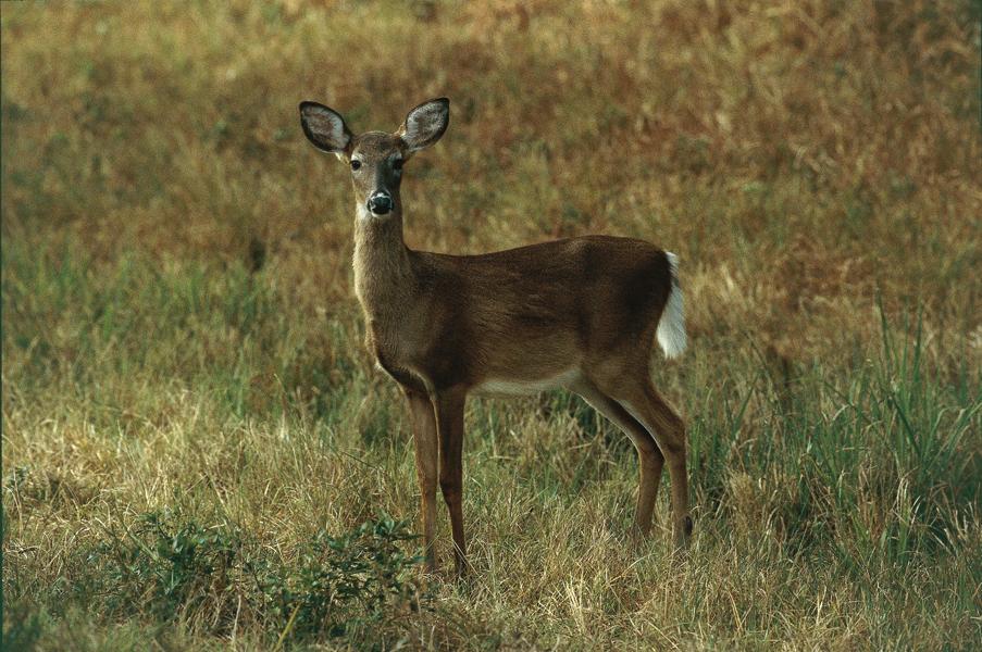 Profilo Del Cervo Dalla Coda Bianca