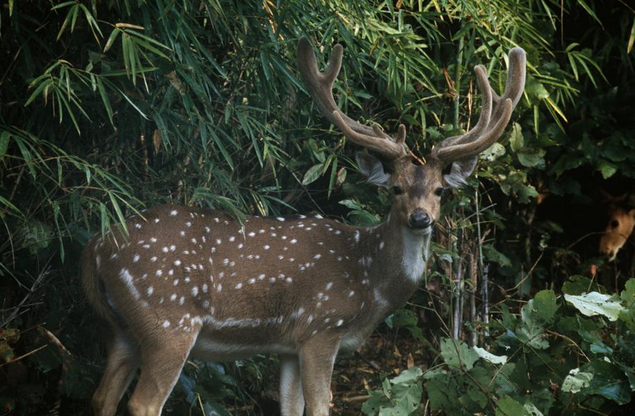 Cervo pomellato | Sapere.it