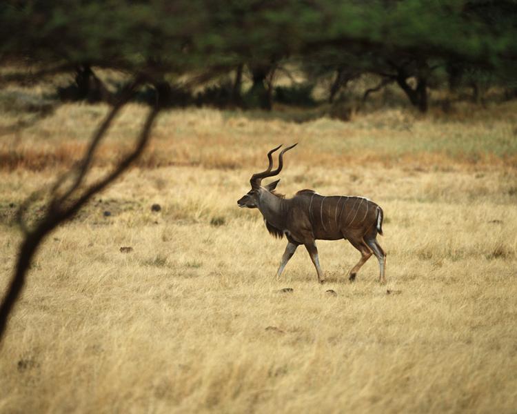 Cudù maggiore | Sapere.it