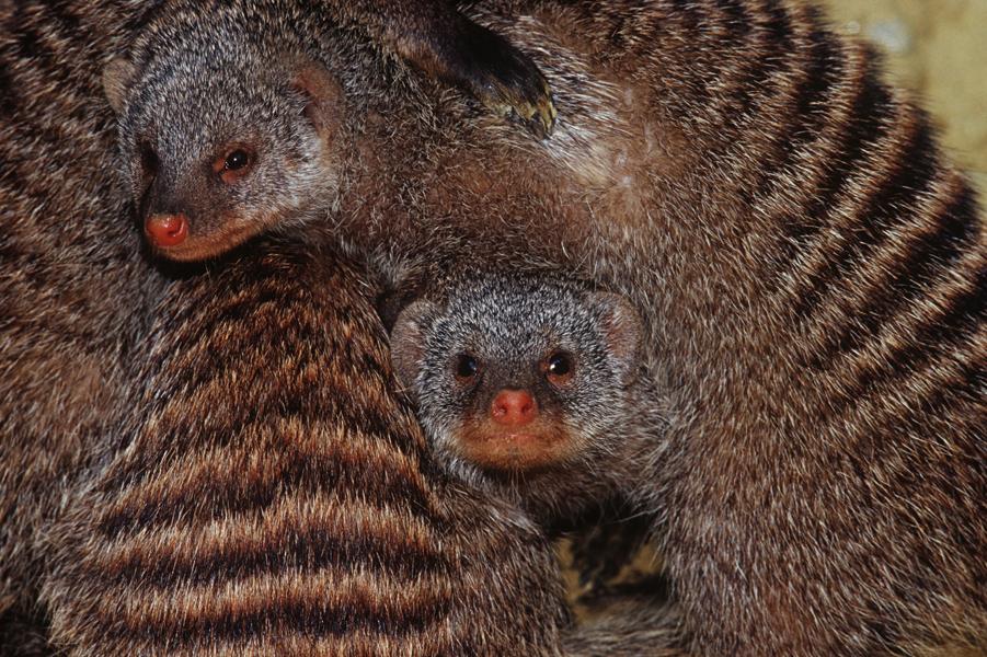 Mangusta striata | Sapere.it