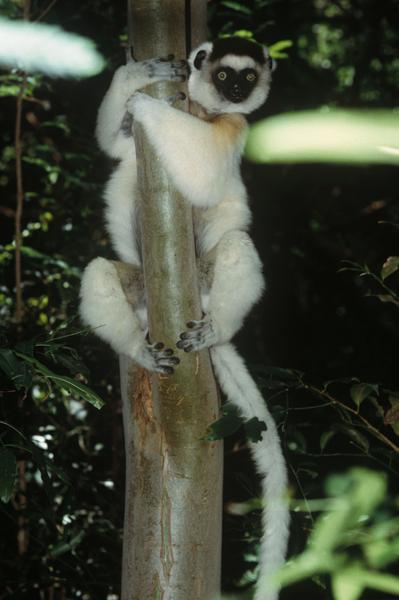 Propithecus verreauxi | Sapere.it