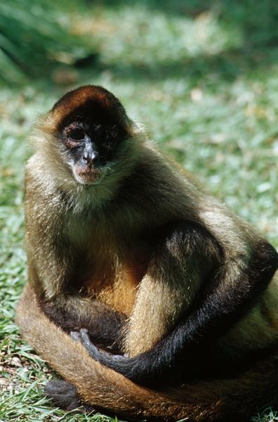 Scimmia ragno di Geoffroy | Sapere.it