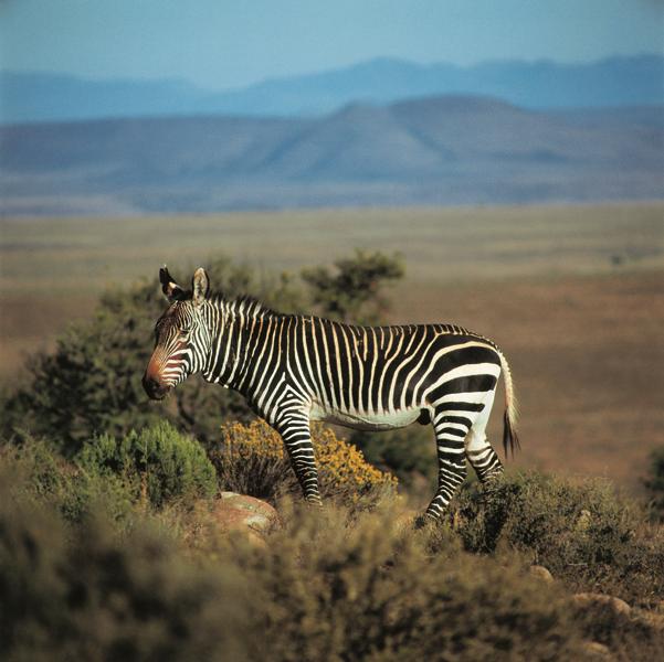 Zebra di montagna | Sapere.it