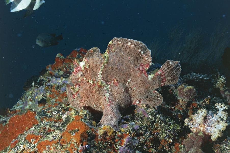 Antennarius | Sapere.it