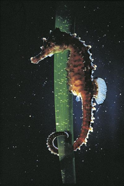 Cavalluccio marino | Sapere.it