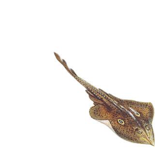 Razza ocellata | Sapere.it