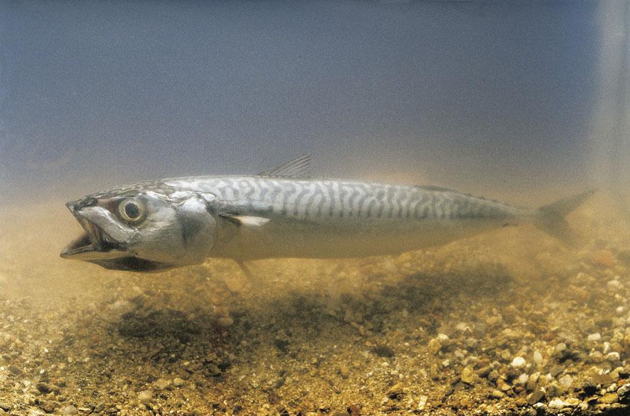 Sgombro comune | Sapere.it