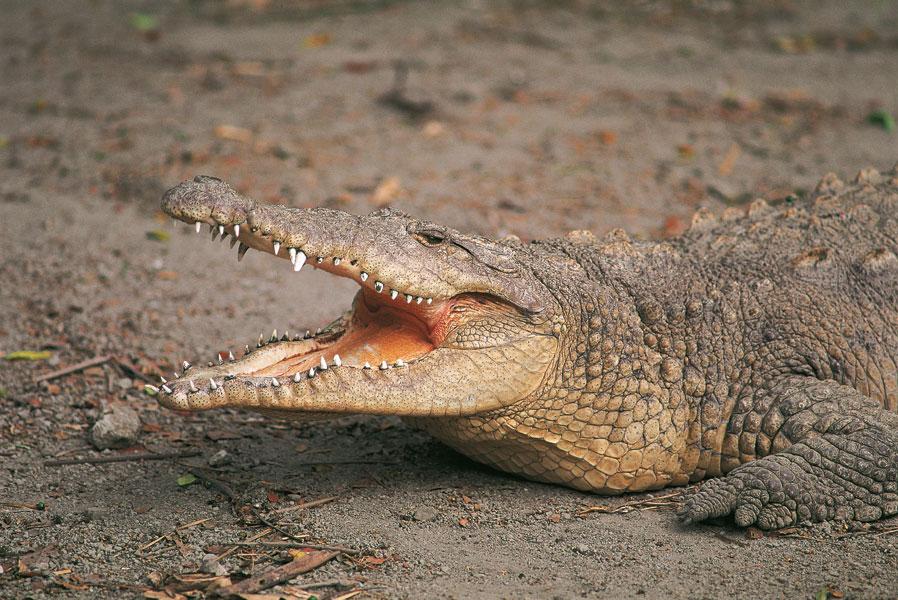 Coccodrillo americano | Sapere.it