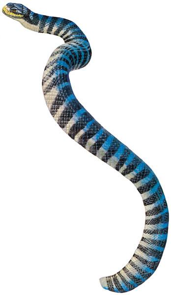 Laticauda laticaudata | Sapere.it