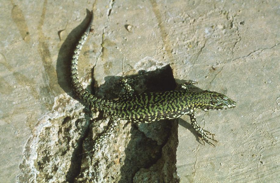 Lucertola muraiola | Sapere.it