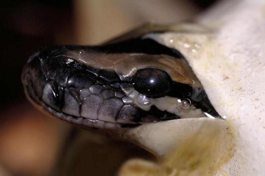 Pitone indiano | Sapere.it