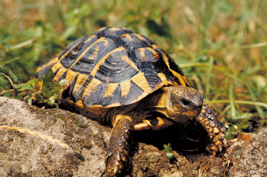 Testuggine di Hermann | Sapere.it