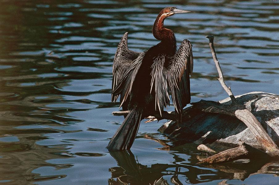 Aninga americana | Sapere.it