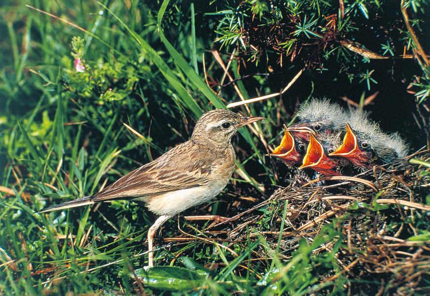 Calandro | Sapere.it