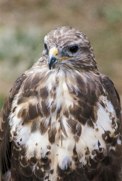 Poiana comune | Sapere.it