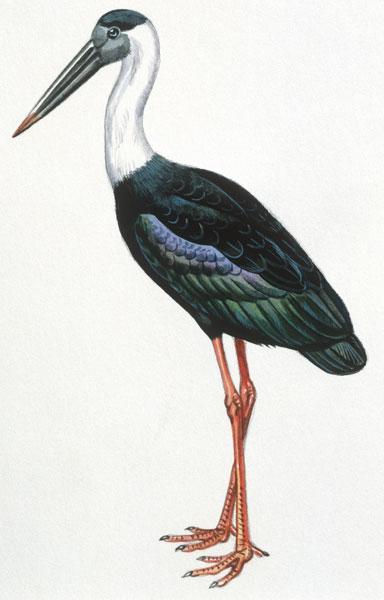 Ciconia episcopus | Sapere.it